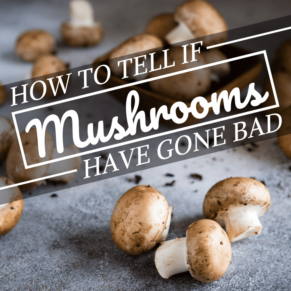 Can you eat mushrooms that were left out?
