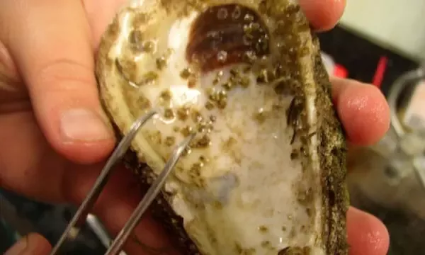 Can you eat oyster shell powder?
