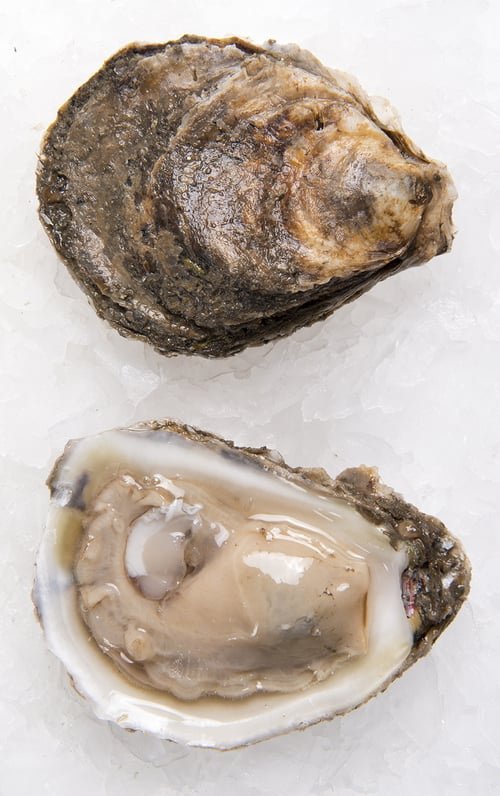 Can you eat oysters straight out of the sea?