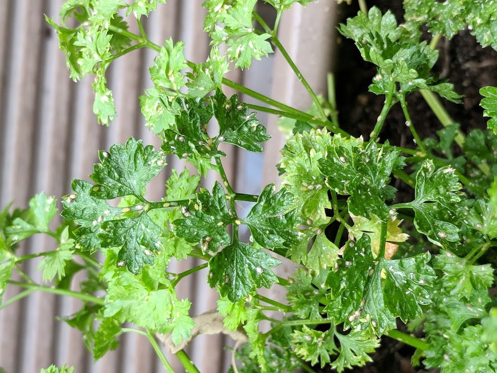 Can you eat parsley with aphids?