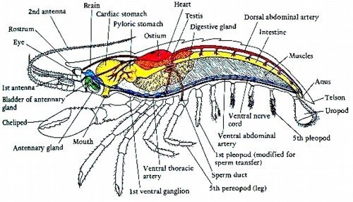 Can you eat prawn digestive tract?