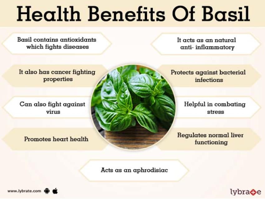 Can you eat raw basil leaves?