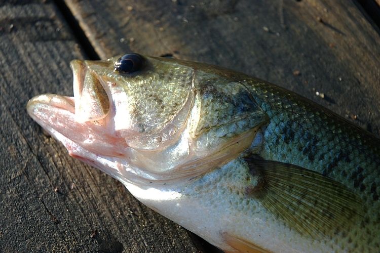 Can you eat raw bass?