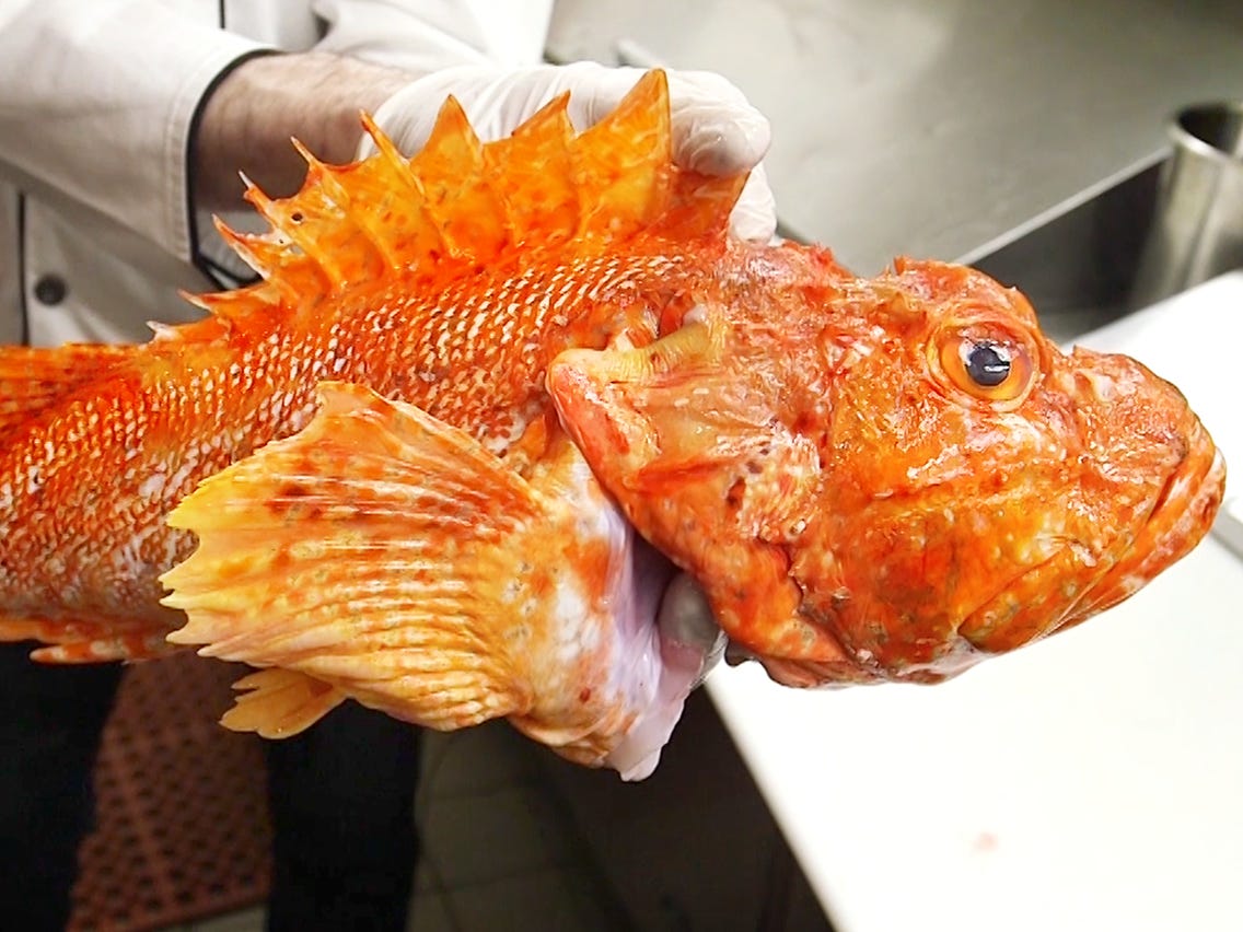 Can you eat red scorpion fish?