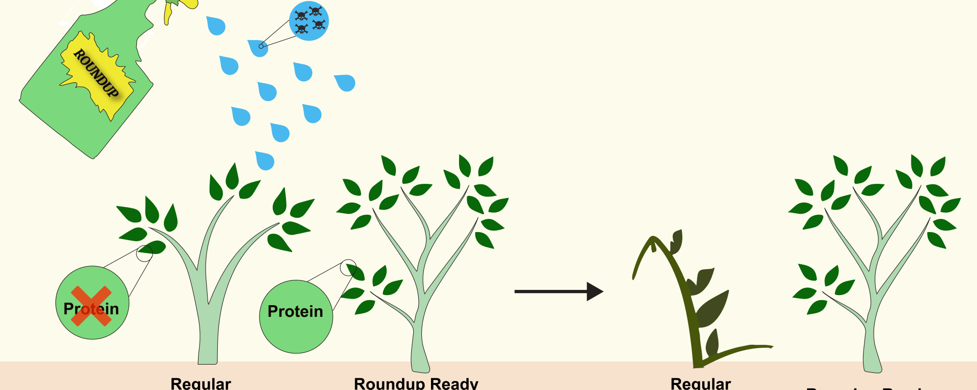 Can you eat Roundup Ready soybeans?