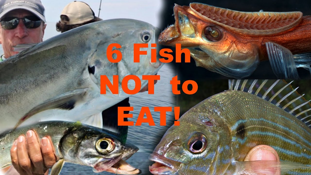 Can you eat salt water fish?