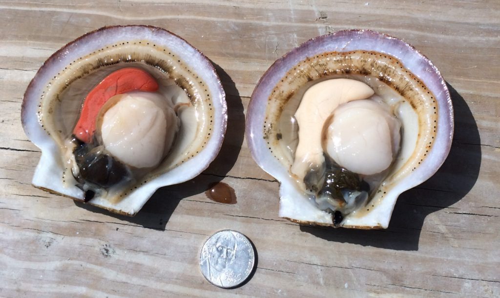 Can you eat scallops from the wild?
