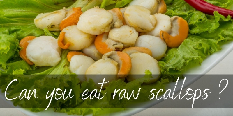 Can you eat scallops raw from the ocean?