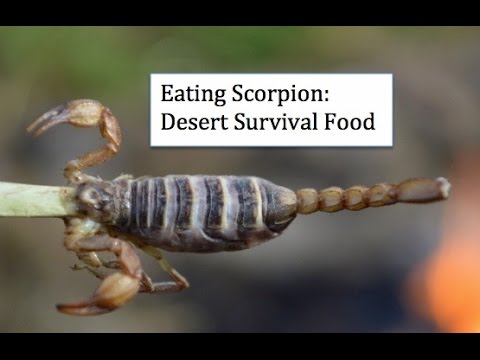 Can you eat scorpion?