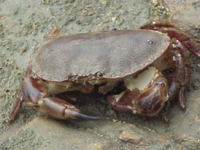 Can you eat shore crabs UK?
