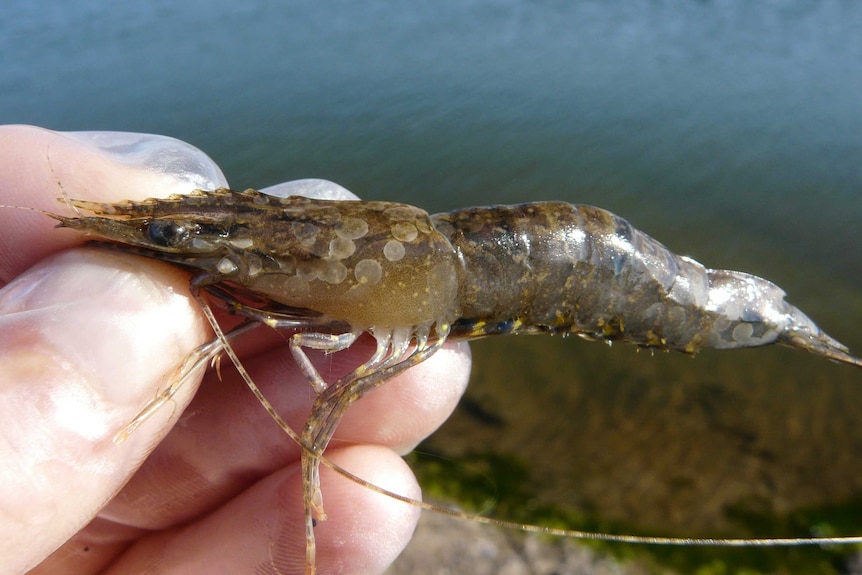 Can you eat shrimp with white spot disease?