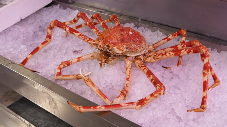 Can you eat spider crabs?