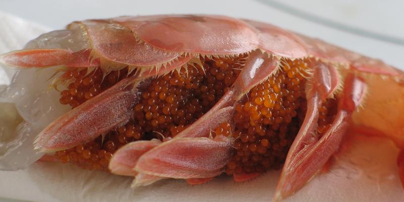Can you eat spot prawn roe?