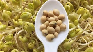 Can you eat sprouted soy beans?
