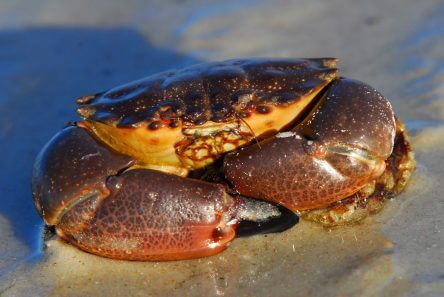 Can you eat the body of a Stone Crab?