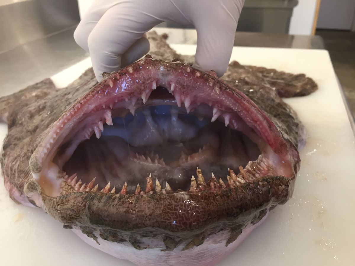 Can you eat the head of a monkfish?