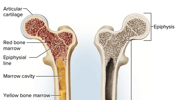 Can you eat the inside of chicken bones?