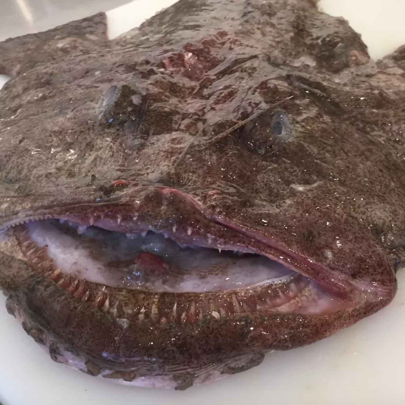 Can you eat the skin of monkfish?