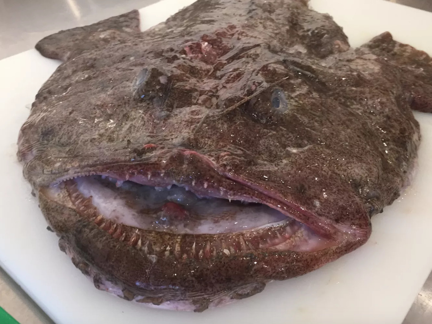 Can you eat the whole monkfish?