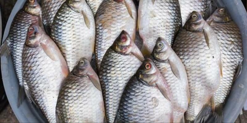 Can you eat tilapia from China?