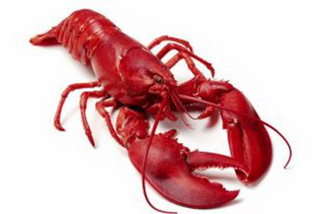 Can you eat too much lobster?