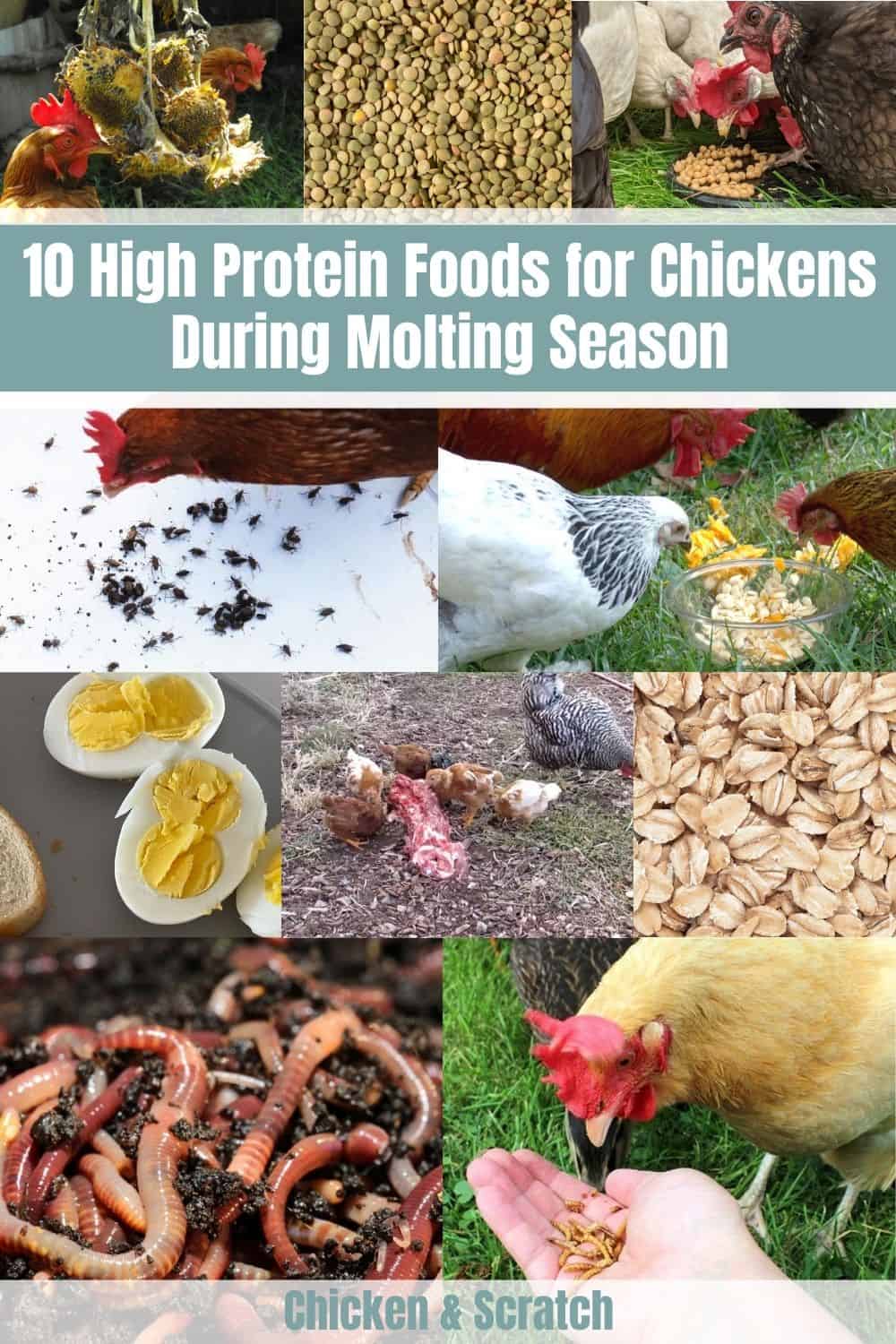 Can you feed chickens too much protein?