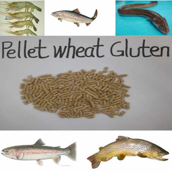 Can you feed fish wheat?