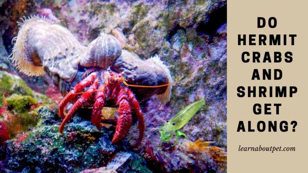 Can you feed shrimp to hermit crabs?