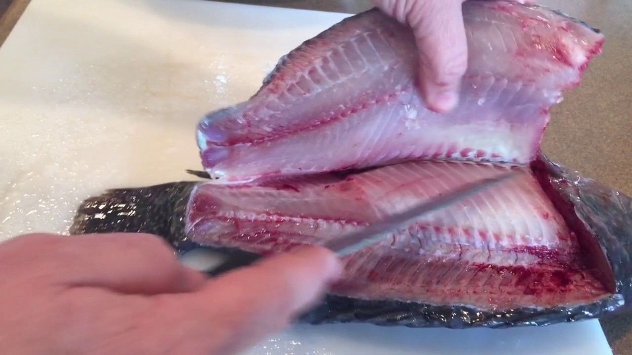 Can You fillet other fish with tilapia?