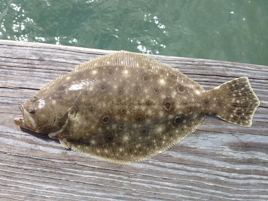 Can you fish for flounder in SC?