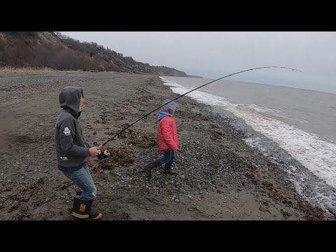 Can you fish for halibut on the shore in Alaska?