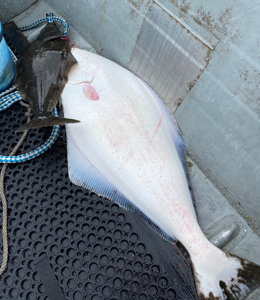 Can you fish for halibut year round?