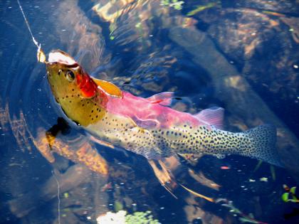 Can you fish without a license in Washington?