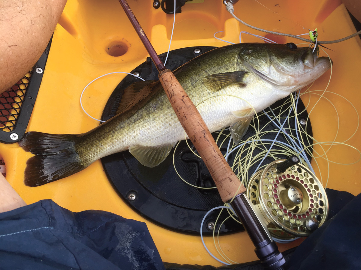 Can you fly fish for bass at night?