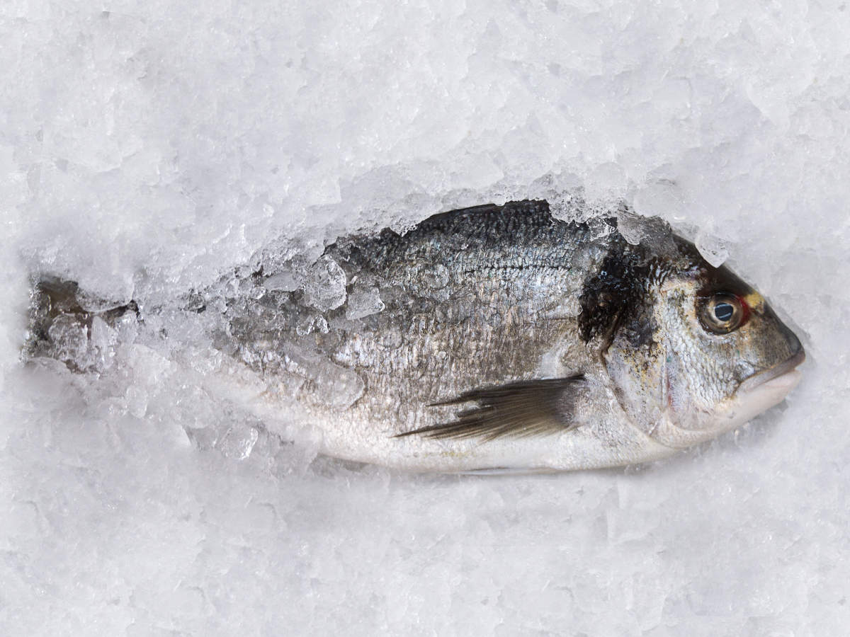 Can you freeze fresh fish every day?