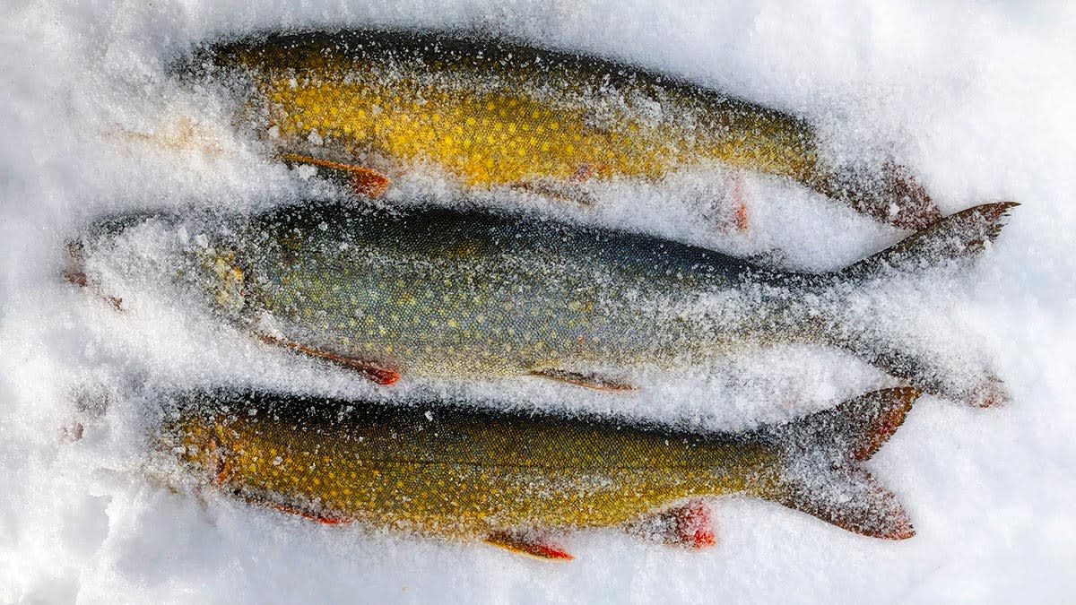 Can you freeze fresh fish from the boat?