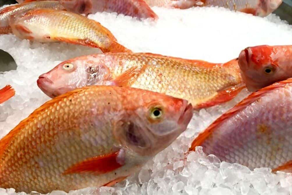 Can you freeze fresh fish without the guts?