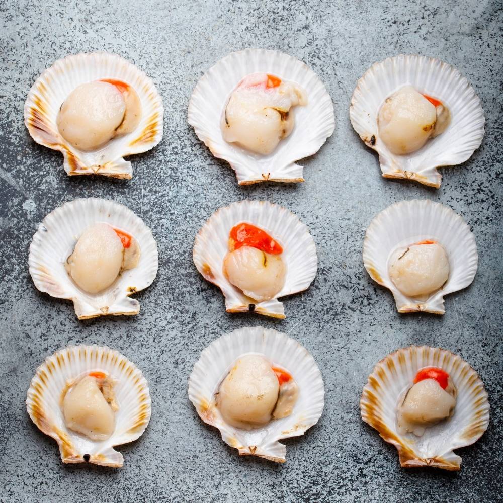 Can you freeze fresh scallops in the shell?