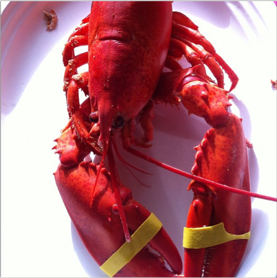 Can you freeze lobsters with shells?