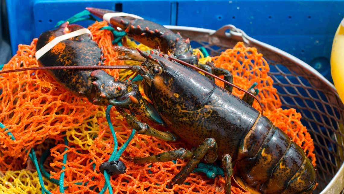 Can you freeze Maine lobster?
