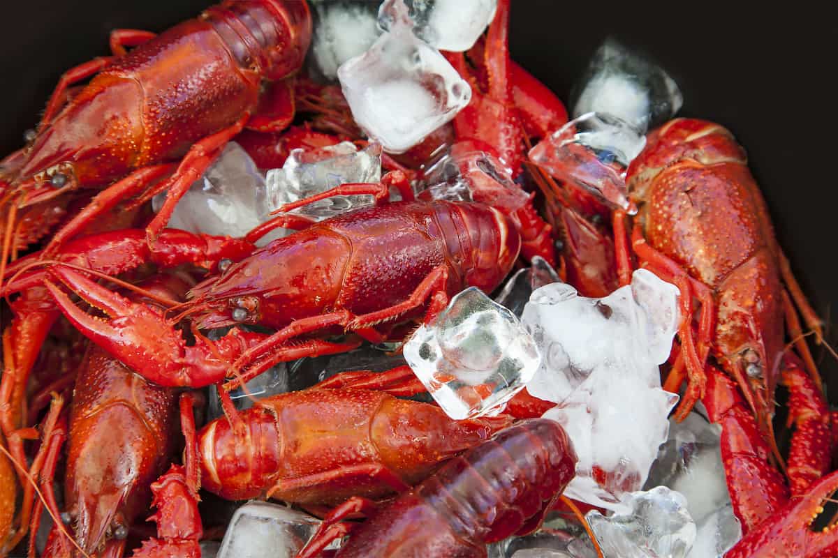 Can you freeze raw crayfish?