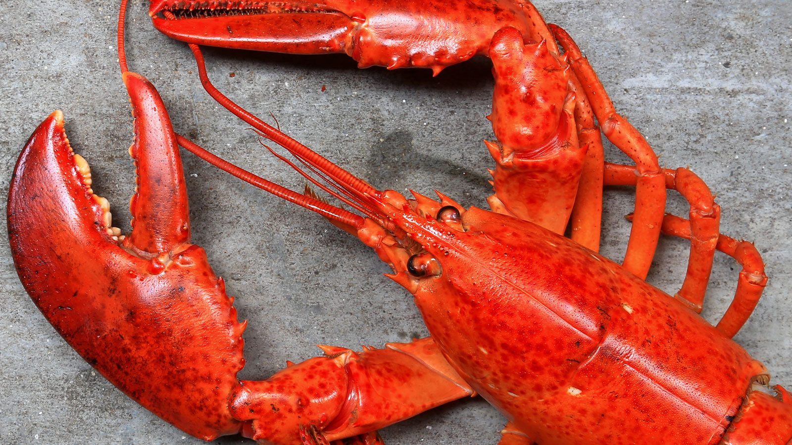 Can you freeze raw Maine lobster?