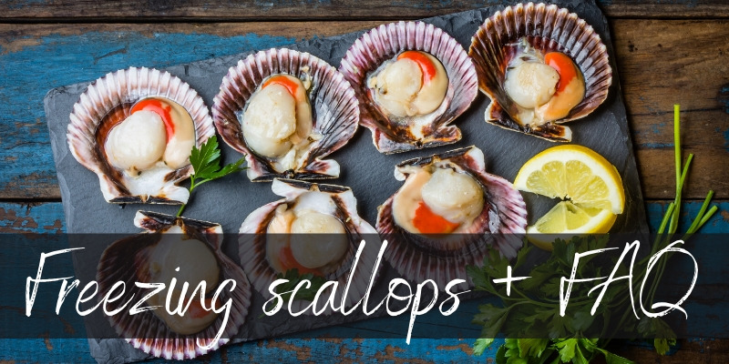Can you freeze scallops in the shell?