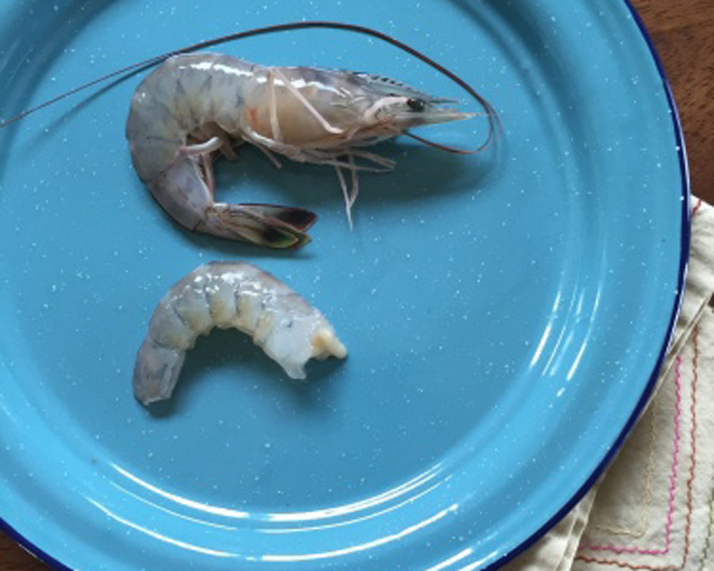 Can you freeze shrimp on a boat?