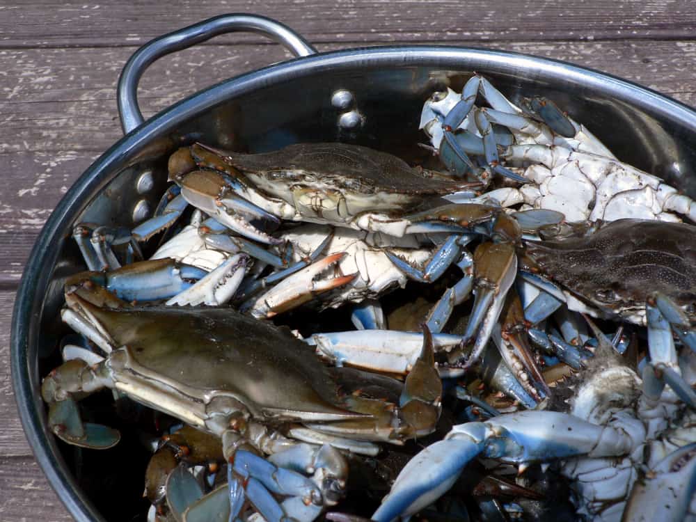 Can you freeze uncooked Blue Crabs?