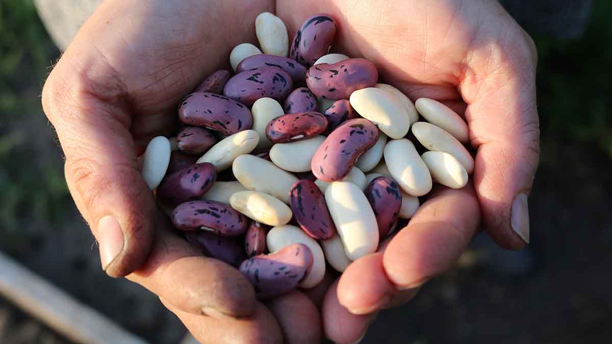 Can you gain weight from eating too many beans?