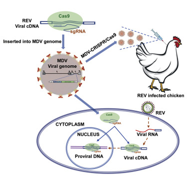 Can you get a viral infection from chickens?