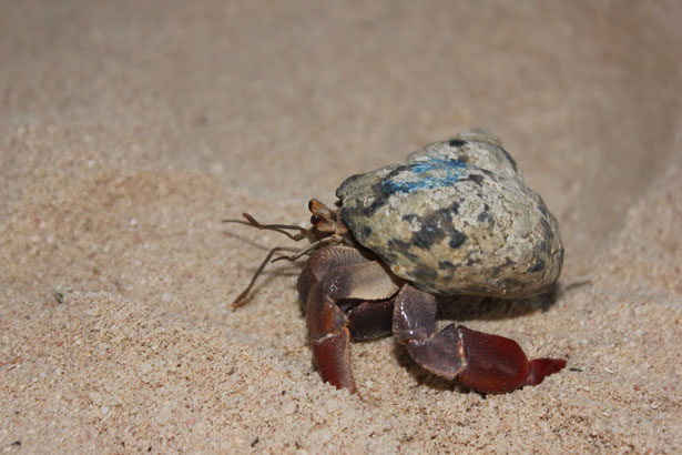 Can you get diseases from hermit crabs?