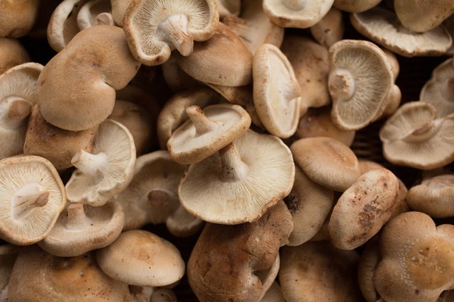 Can you get food poisoning from shiitake mushrooms?