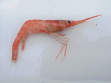 Can you get high blood pressure from shrimp?